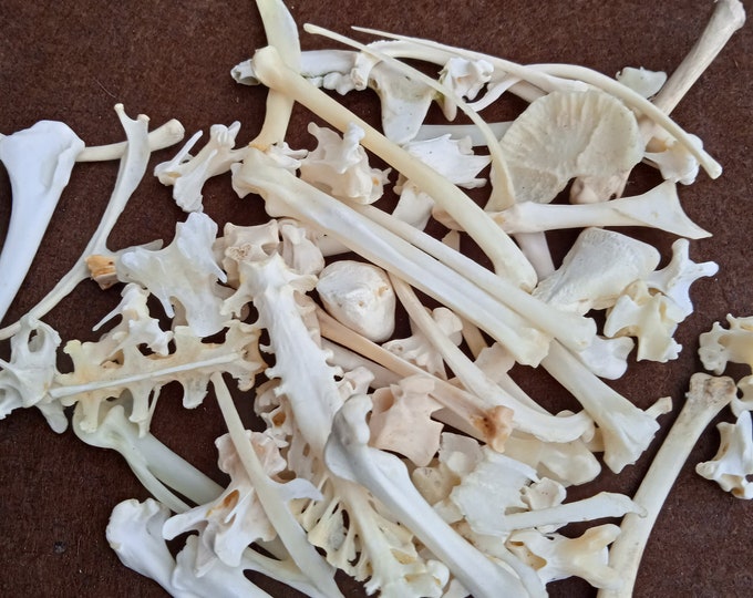 Set of 60+bones of Small Animals for Making Earrings Taxidermy Natural ...