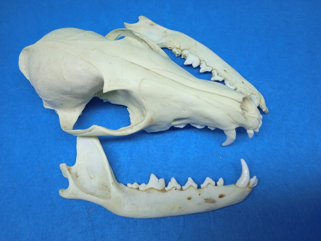Fox Skull Real Scull Animal Decor Bone Weird Taxidermy Stuff Macabre ...