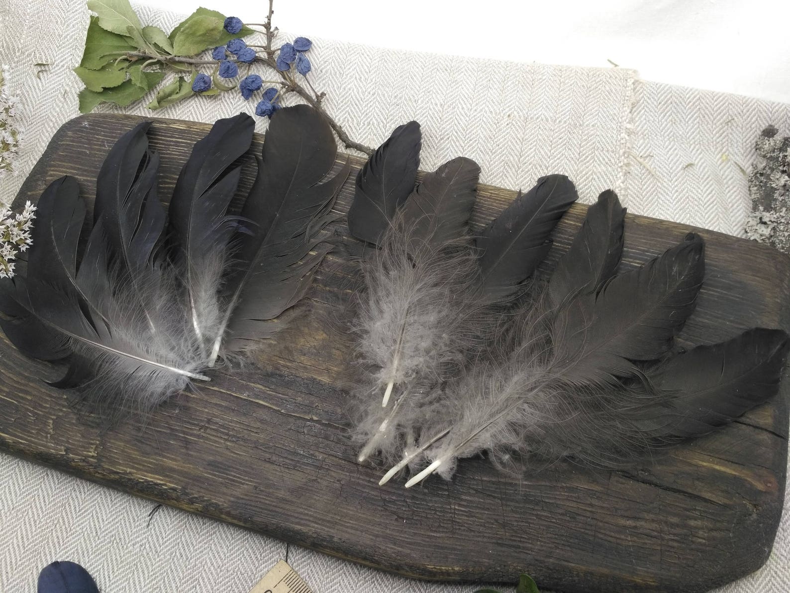 Real feathers for a hat natural black raven gothic taxidermy | Etsy