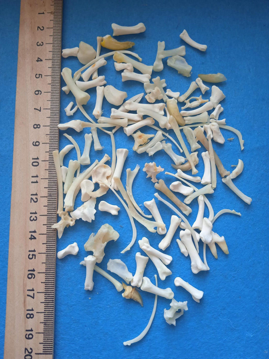 100 Tiny Real Bones for Altar and Creative Projects - Etsy