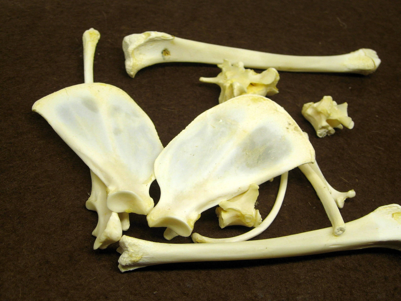 Collection of Real Fox bones with Curiosity gift weird | Etsy