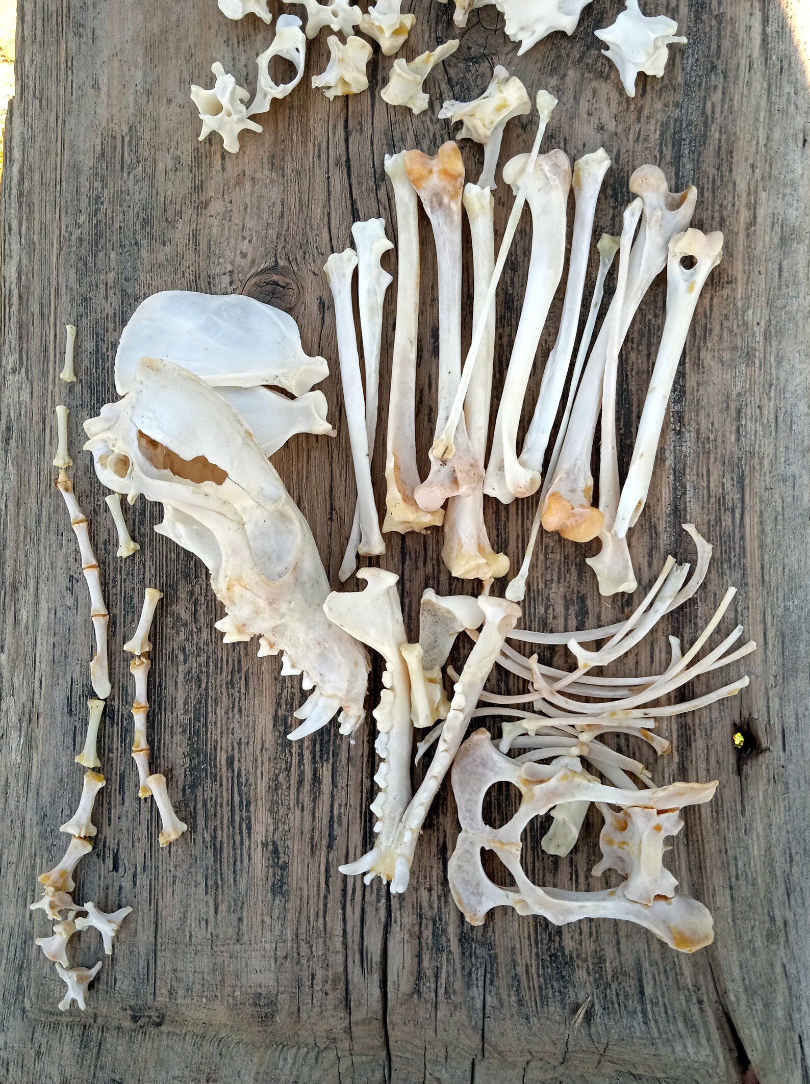 Natural Fox skeleton Collection of Real Fox bones with | Etsy