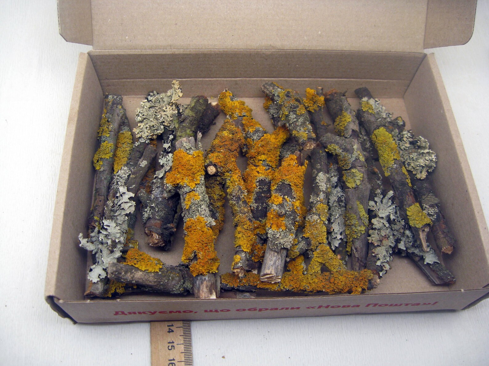 Lichen Branches Lichen Sticks Twig Craft Woodland Decor - Etsy