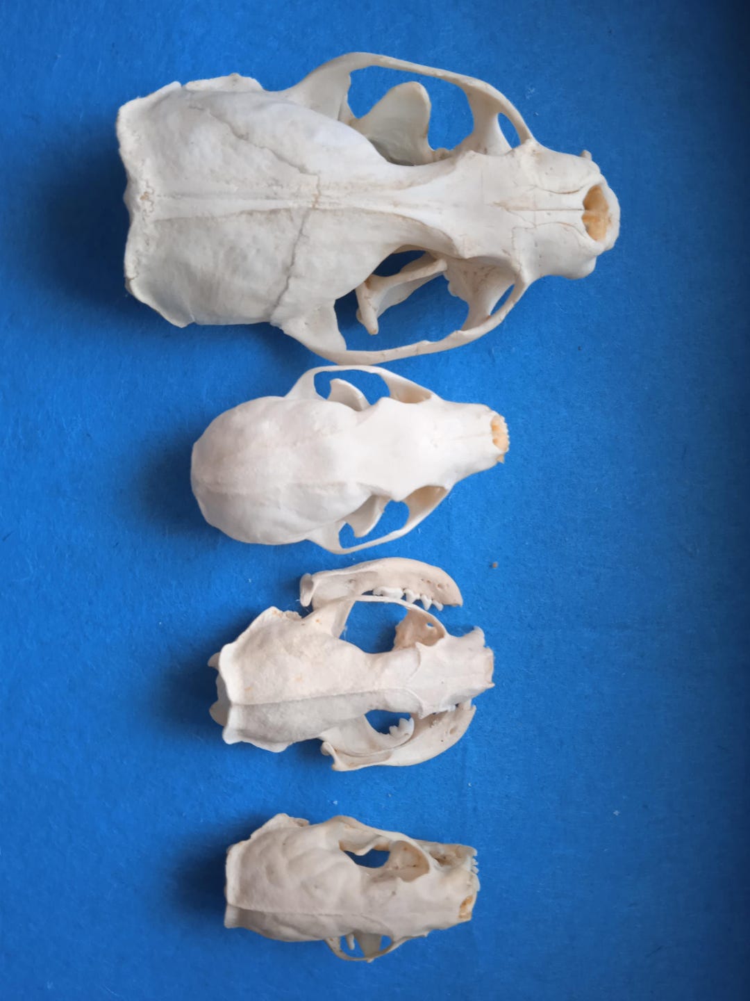 4 Skulls of Mammals of the Marten Family: Otter Skull, Marten Skull, 2 Mink Skulls - Etsy