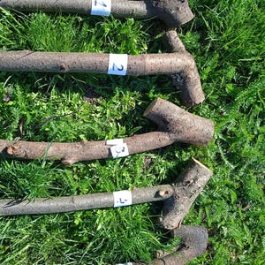 20" Unfinished Blackthorn, Walking Stick, Branch of Thorns, Branch for ...