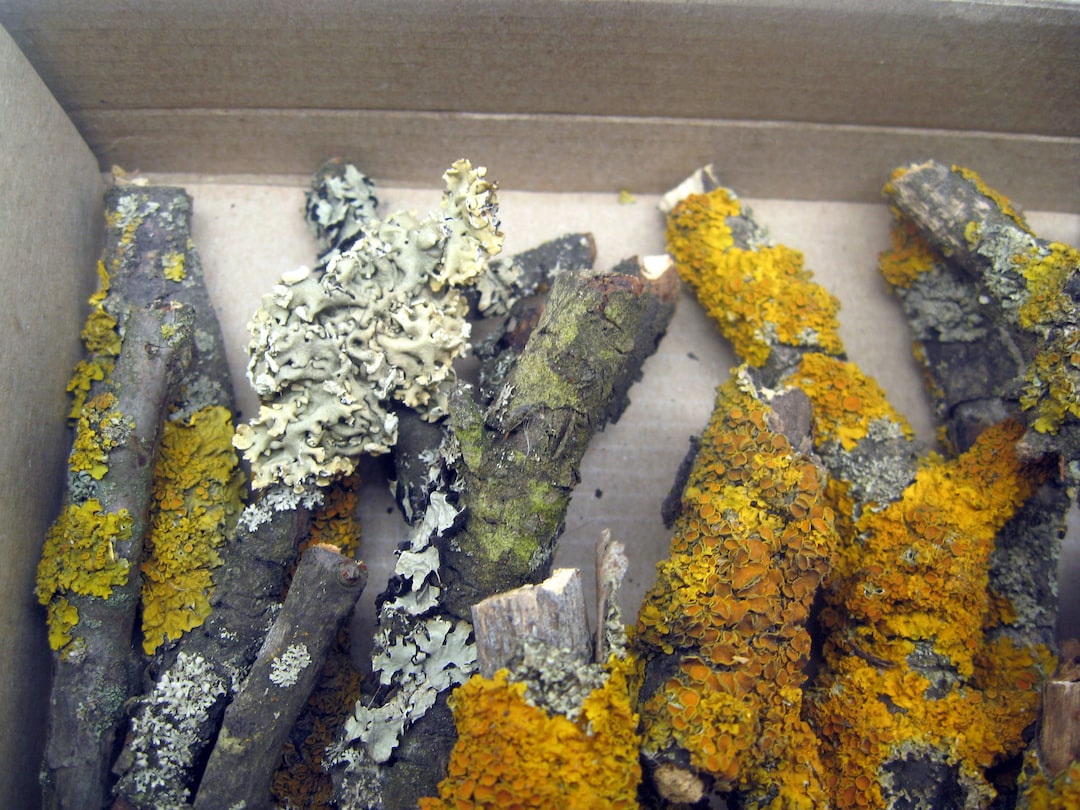 Lichen Branch Sticks: Yellow Moss Woodland Decor, Craft Supply - Etsy