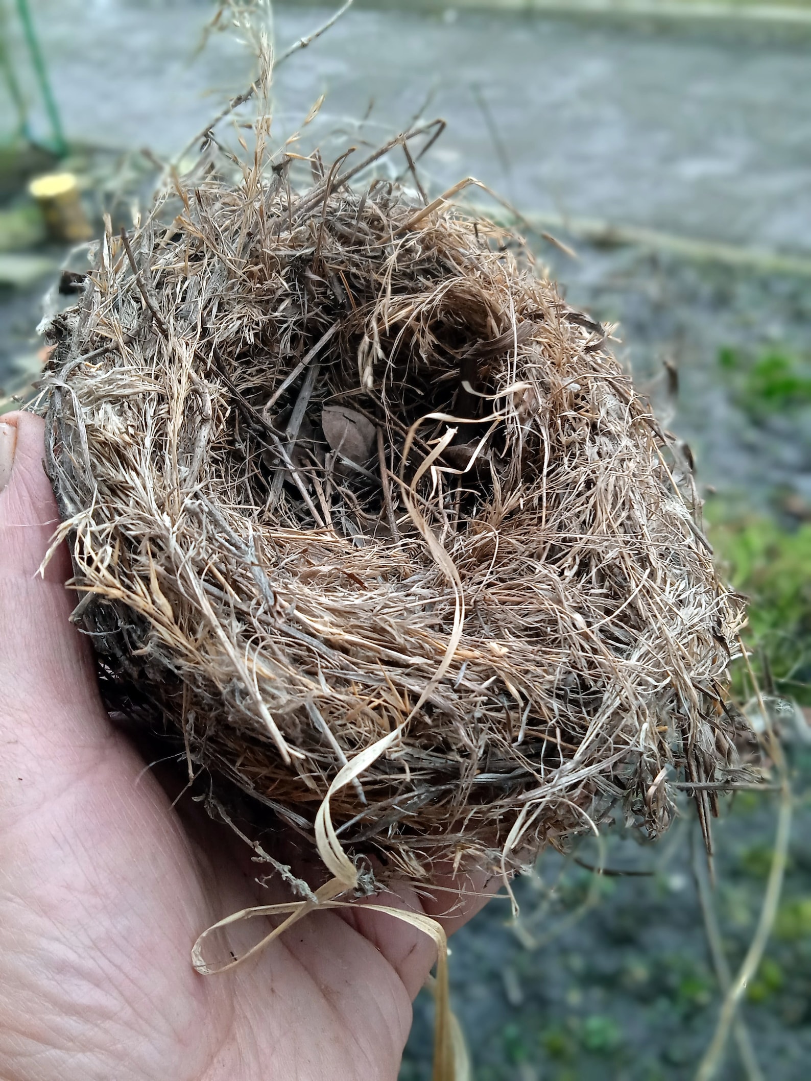 Real Shrike Nests . Beautiful Shrike Nests. - Etsy