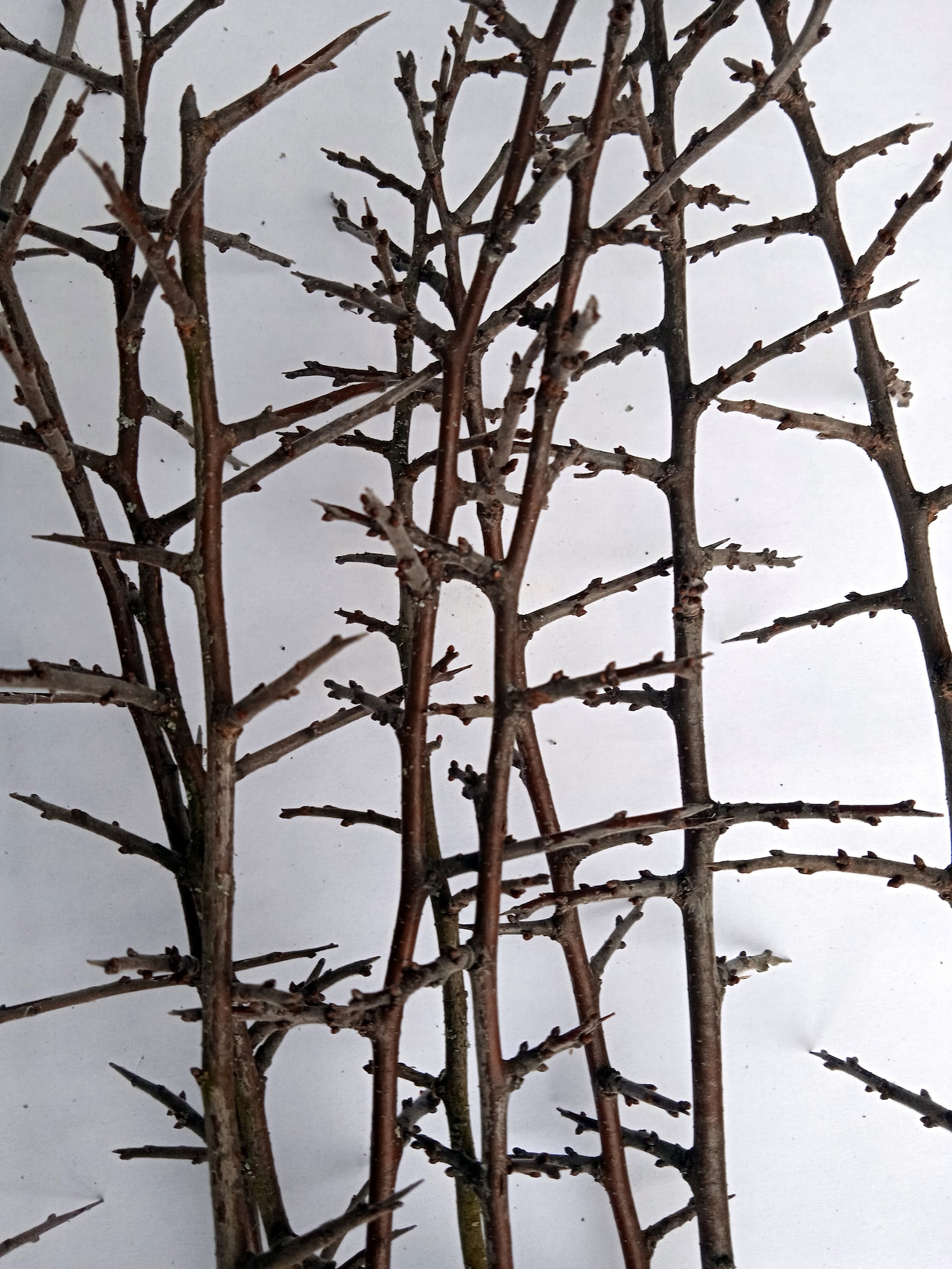Prickly Blackthorn Branches: Natural Thorns, Unbreakable Twigs (set of ...