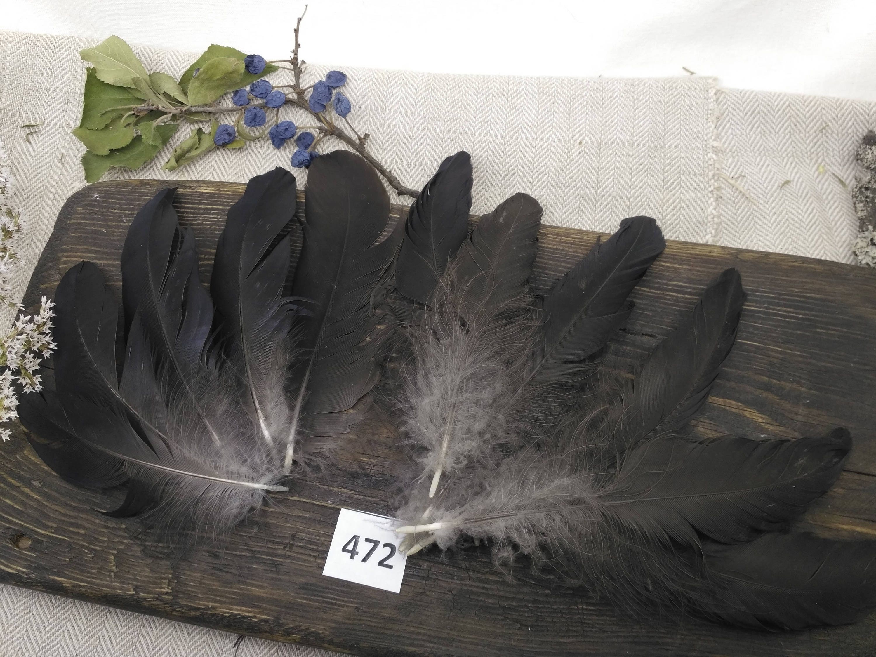 Real feathers for a hat natural black raven gothic taxidermy | Etsy