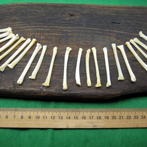 Real Fox Bones Shaman Ritual Kit Remains Natural Bones Dice Art Hoodoo ...