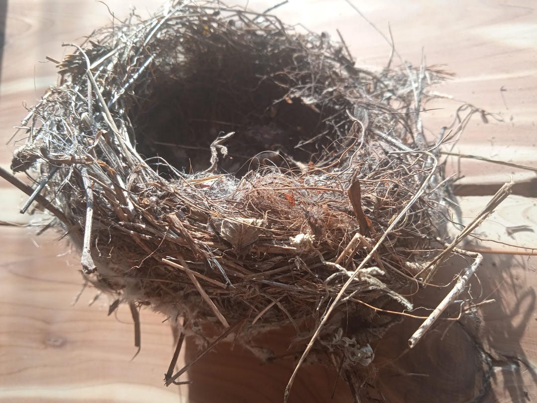 Real Large Nest of a Srike, Easter Decor Nest, - Etsy