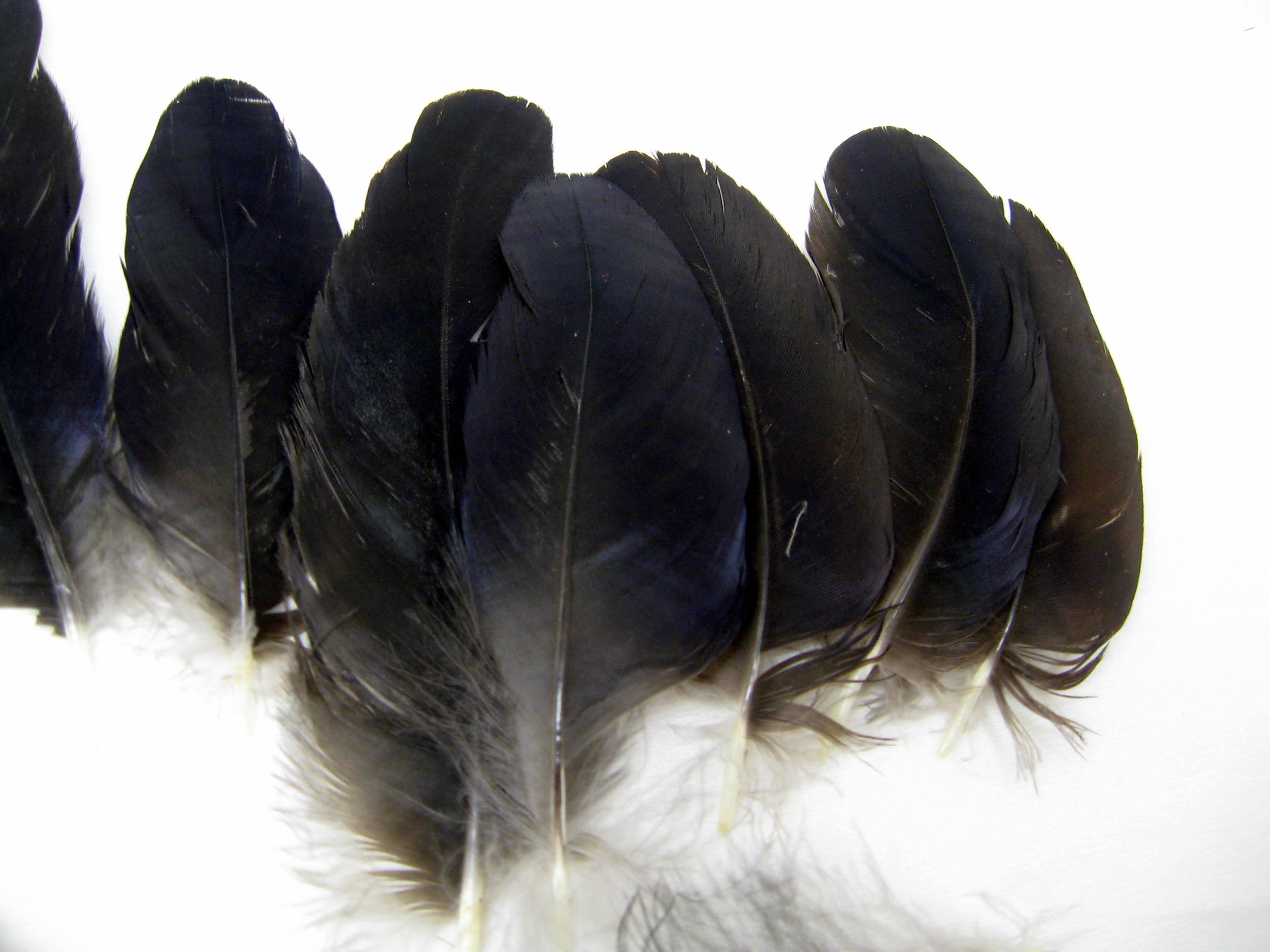 Best selected cover or contour feathers Real feathers for a | Etsy