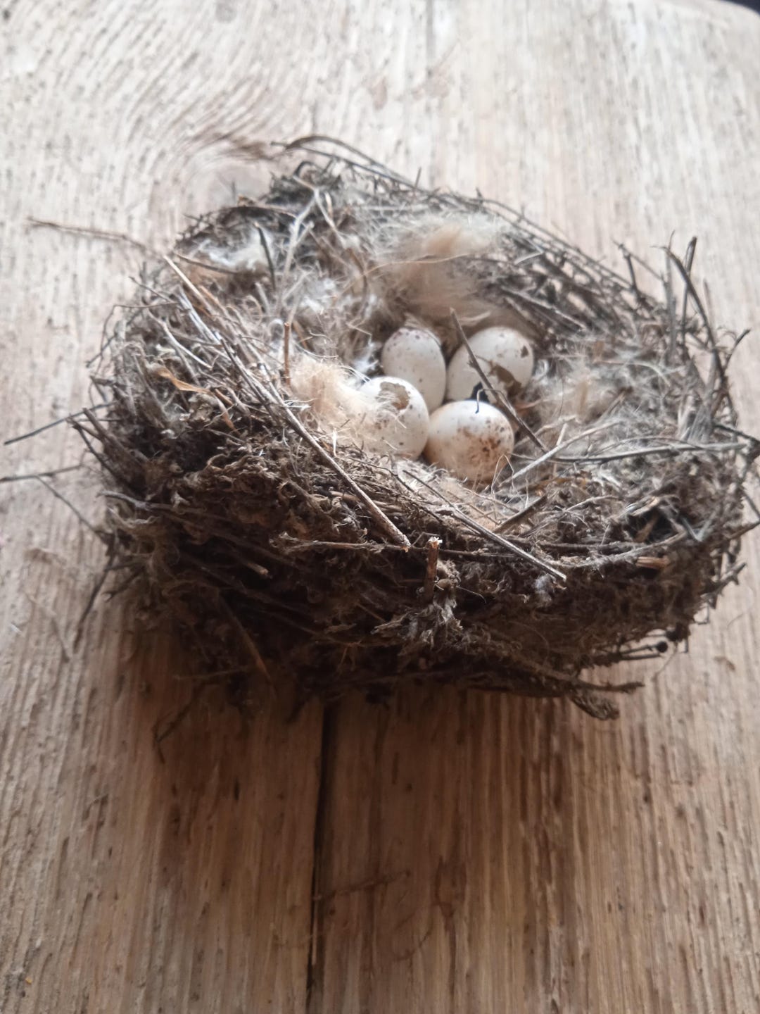 Beautiful Small Nest, Real Birds Nest, Nest With Egg-laying - Etsy