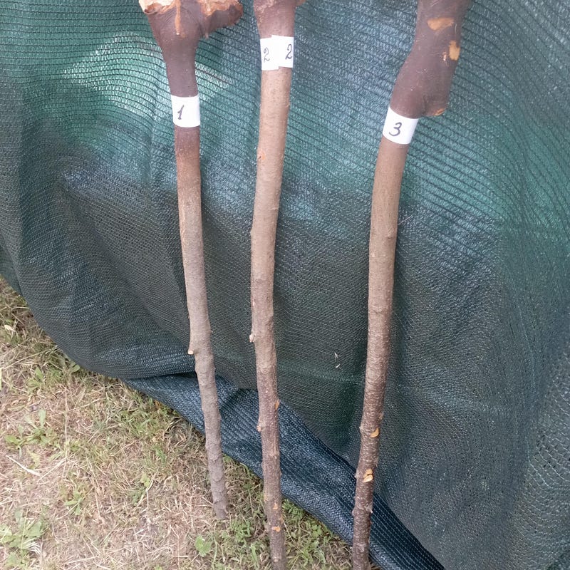 Walking Stick Wood Blanks - Etsy