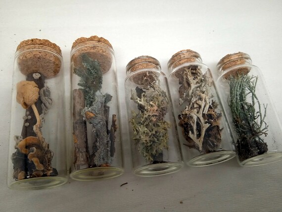 Oddity and Curiosity Jars Bottles With Lichens and Mushrooms _ - Etsy