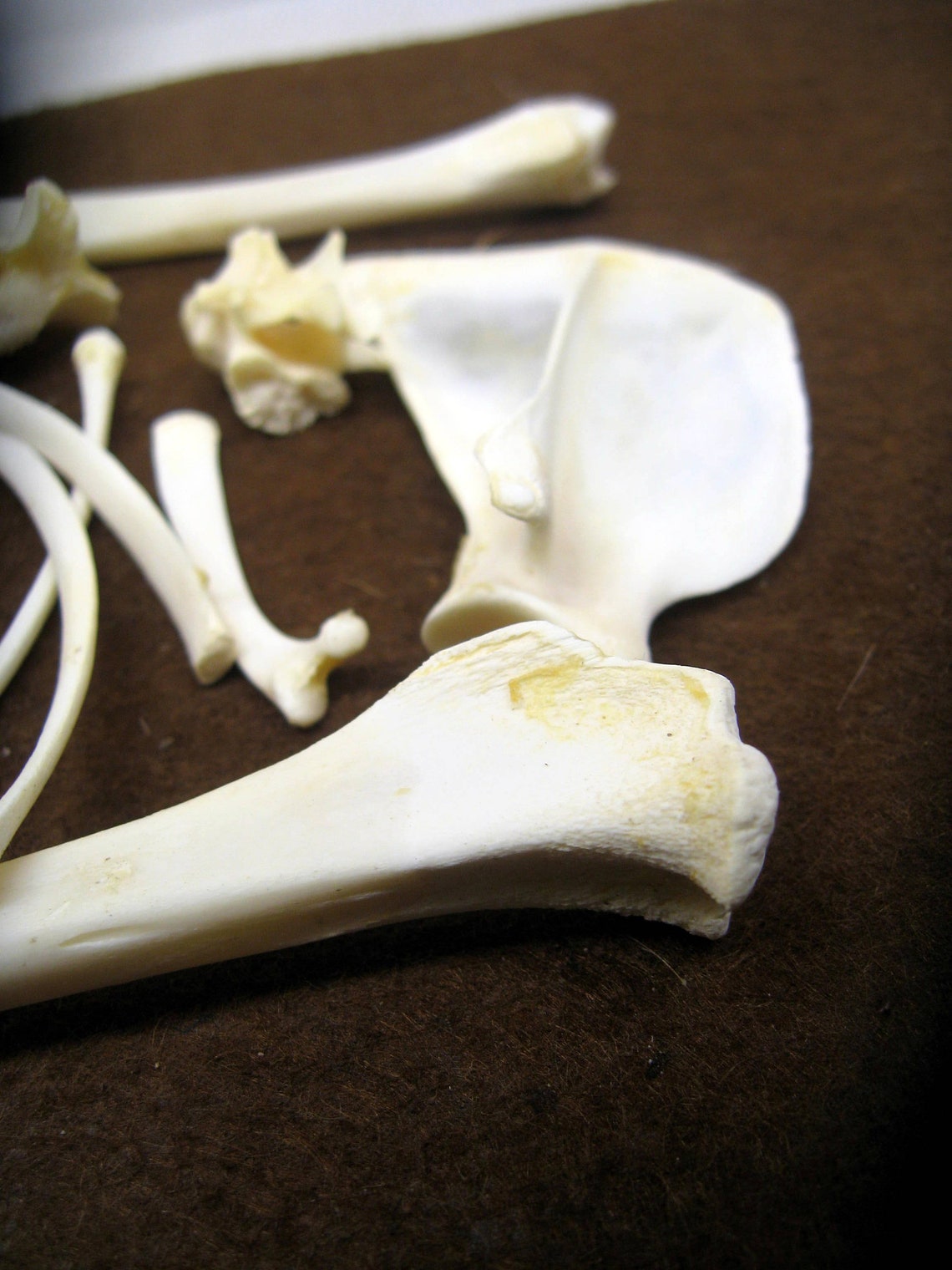 Collection of Real Fox bones with Curiosity gift weird | Etsy