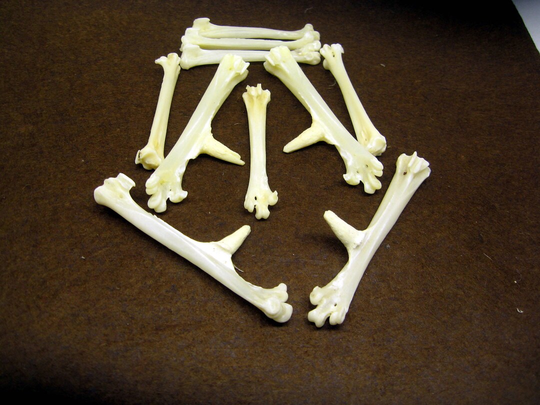 Real Chicken Duck Bones Large Spurs Natural Bones Dice Art_set - Etsy