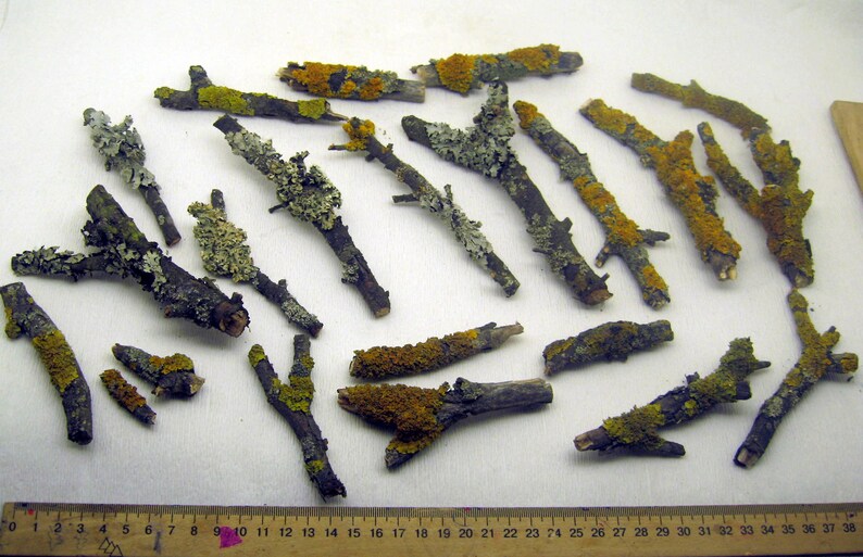 Lichen Branches Lichen Sticks Twig Craft Woodland Decor - Etsy
