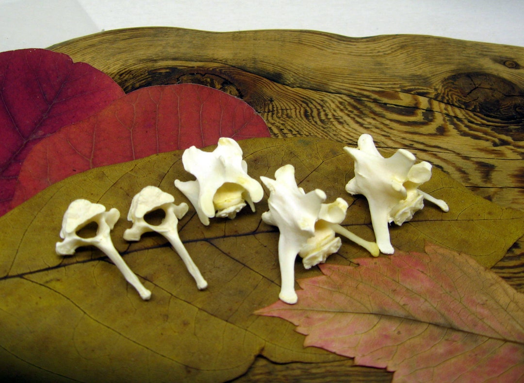 Real Fox Vertebrae, Animal Decor, Taxidermy, Bones for Making Jewelry ...