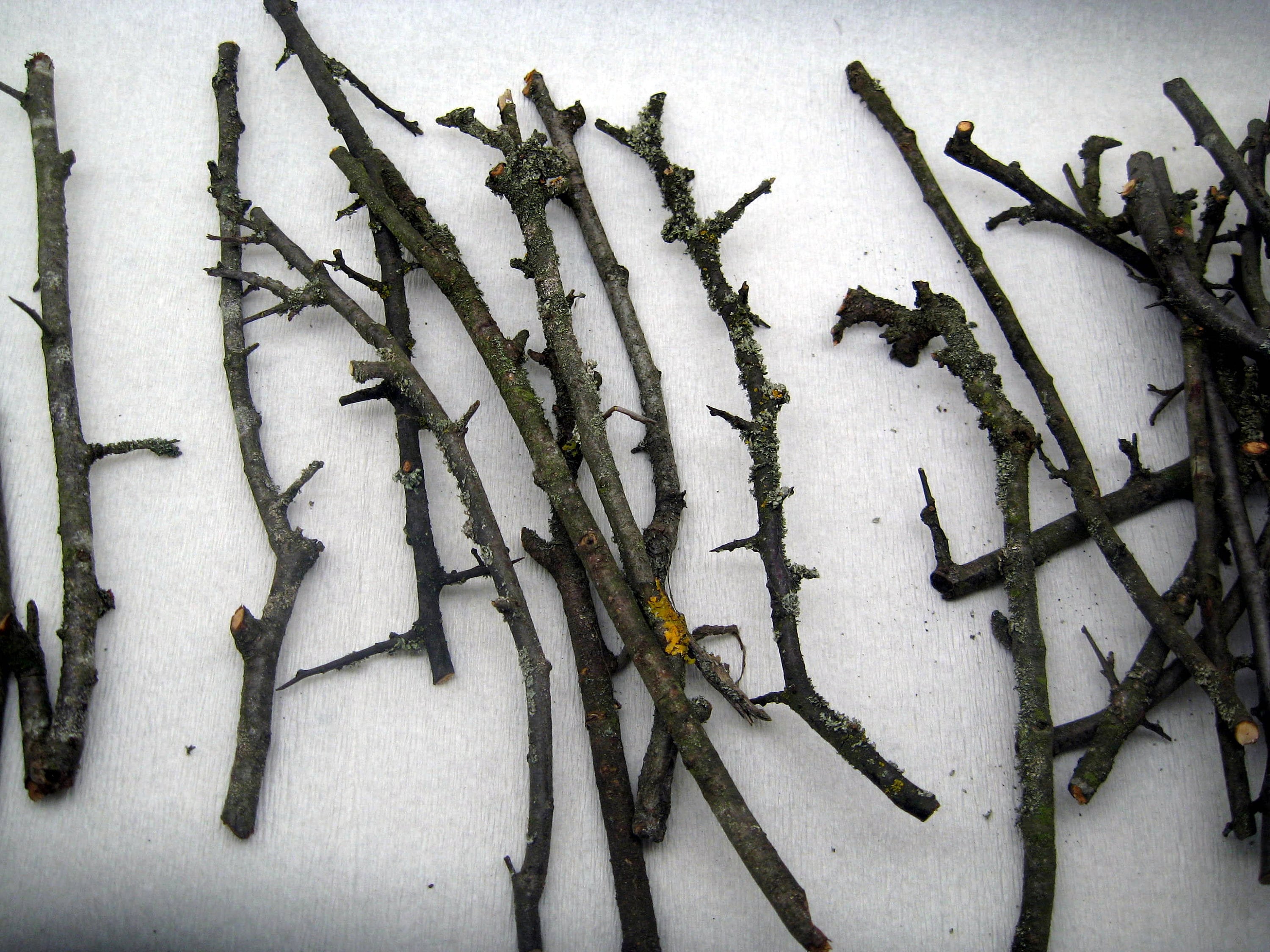24 Blackthorn Branches With Lichens Magical Wood Blackthorn - Etsy