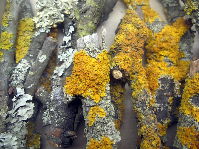 Lichen Branches Lichen Sticks Twig Craft Woodland Decor - Etsy