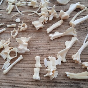 A Real Complete Muskrat Skeleton Real Bones Skull Ribs Vertebrae Animal ...