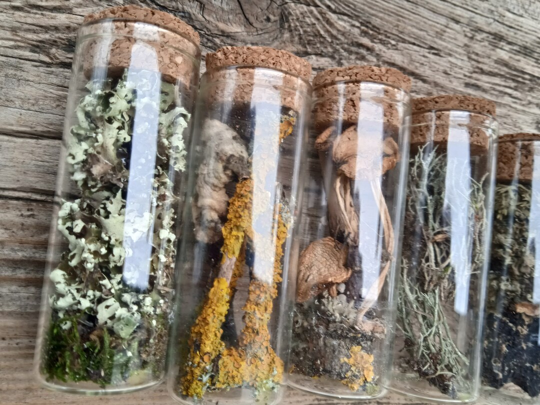 Oddity and Curiosity Jars Bottles With Lichens and Mushrooms _ Set of 5 ...