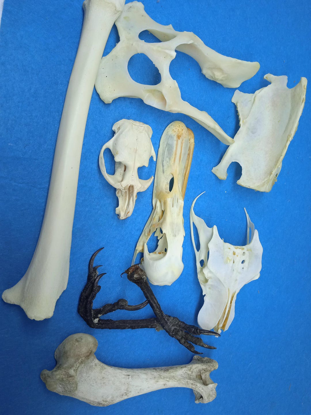Forest Box, Mallard Skull, Muskrat Skull. Fox Pelvic Bones, Deer Femur ...