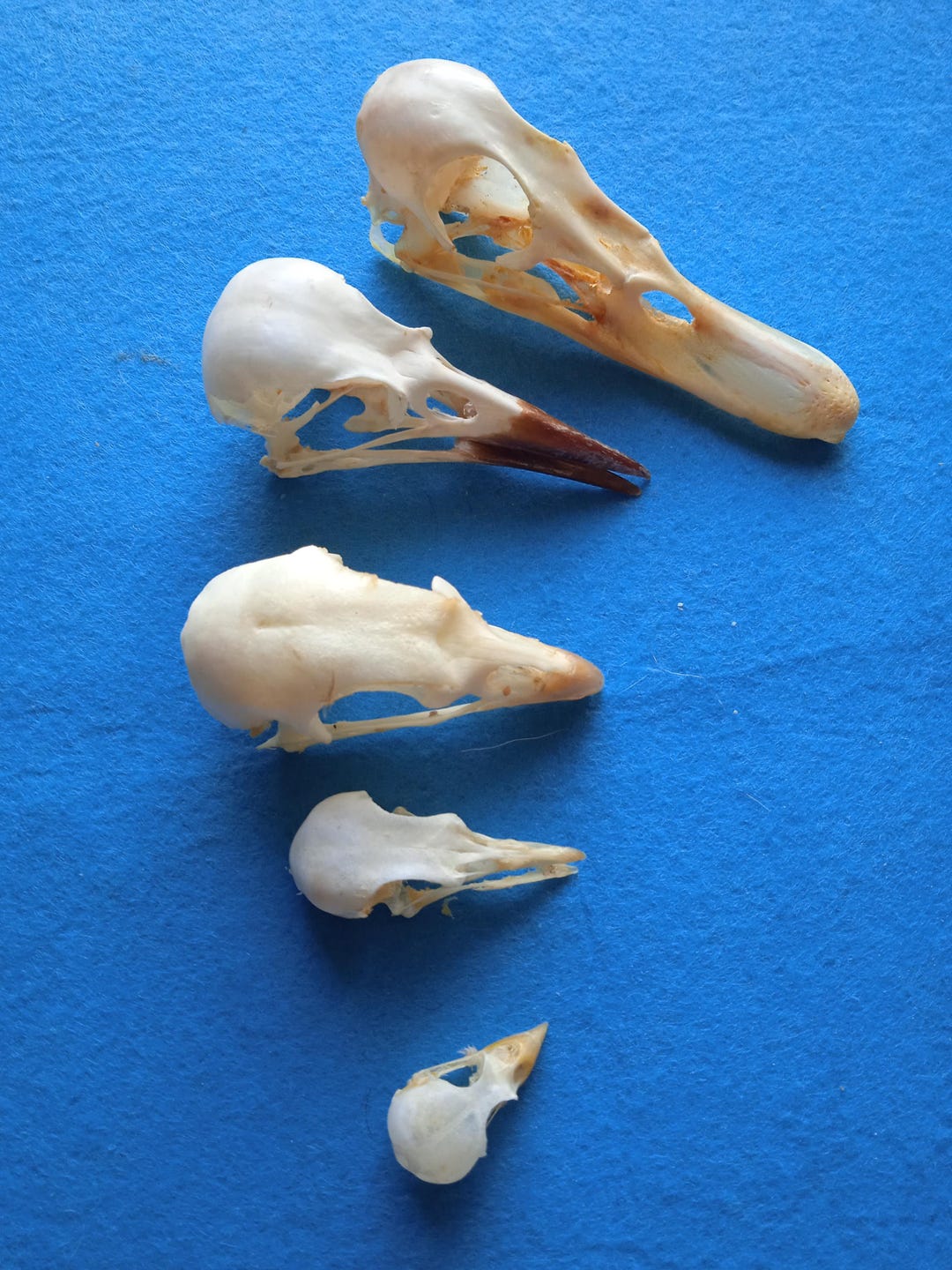 5 Real Bird Skulls Chicken Skull, Mallard Skull, Sparrow Skull ...