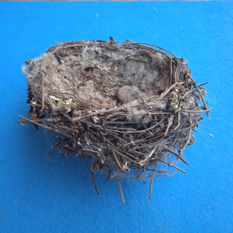 Real Birds Nest - Etsy