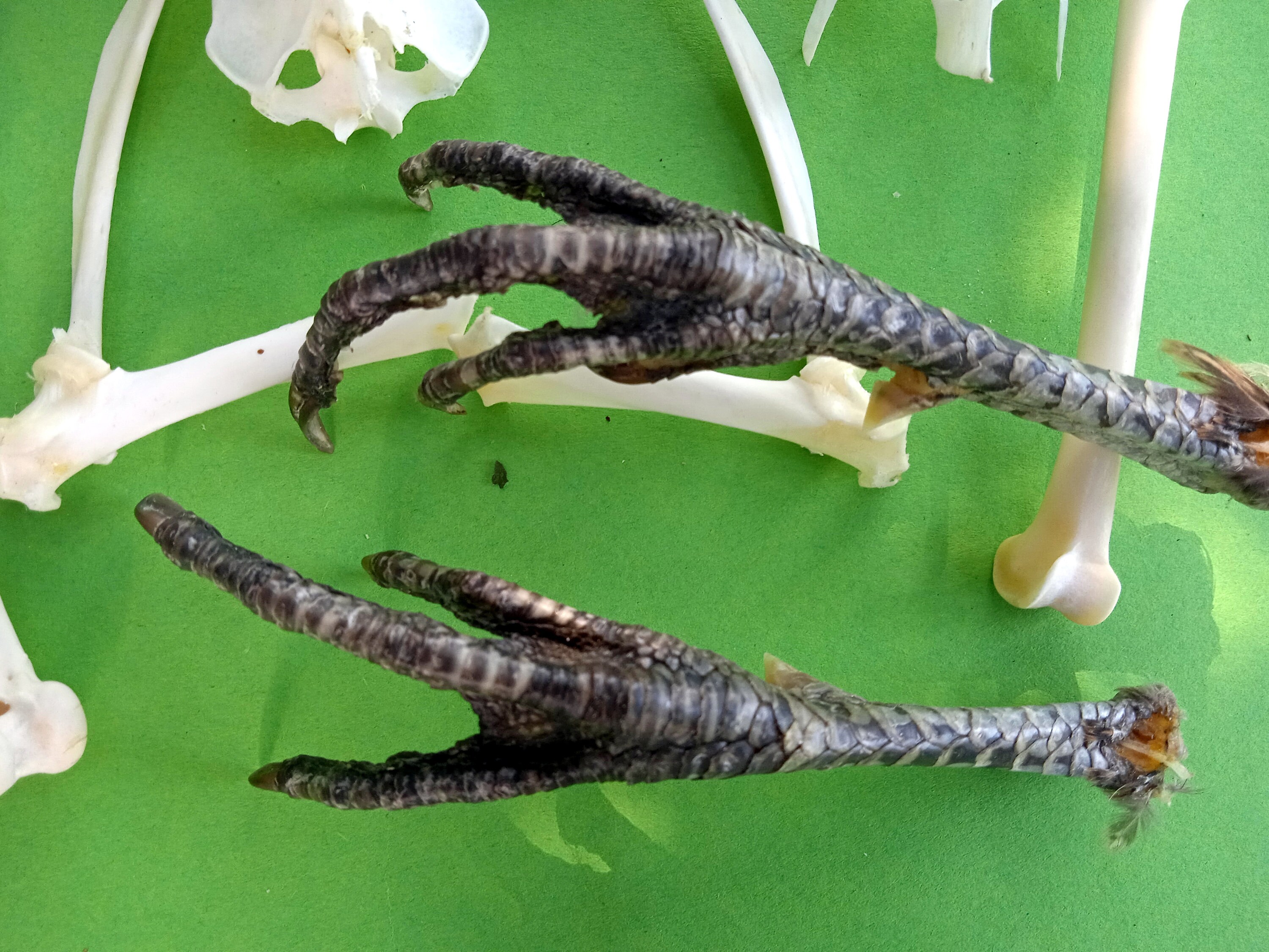 Taxidermic collection. Pheasant skull pheasant legs pheasant | Etsy