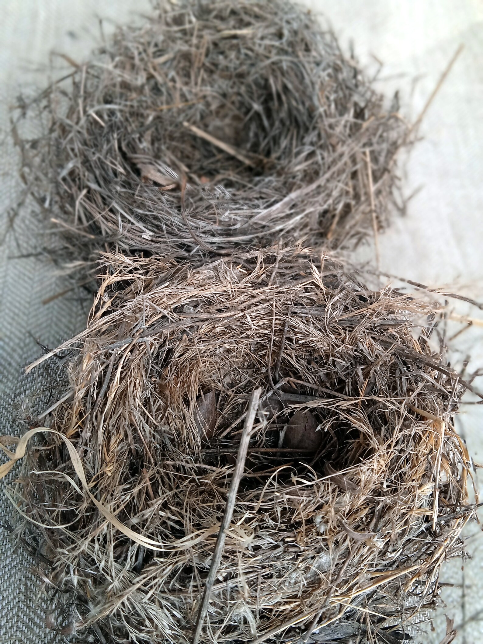 Real Shrike Nests . Beautiful Shrike Nests. - Etsy