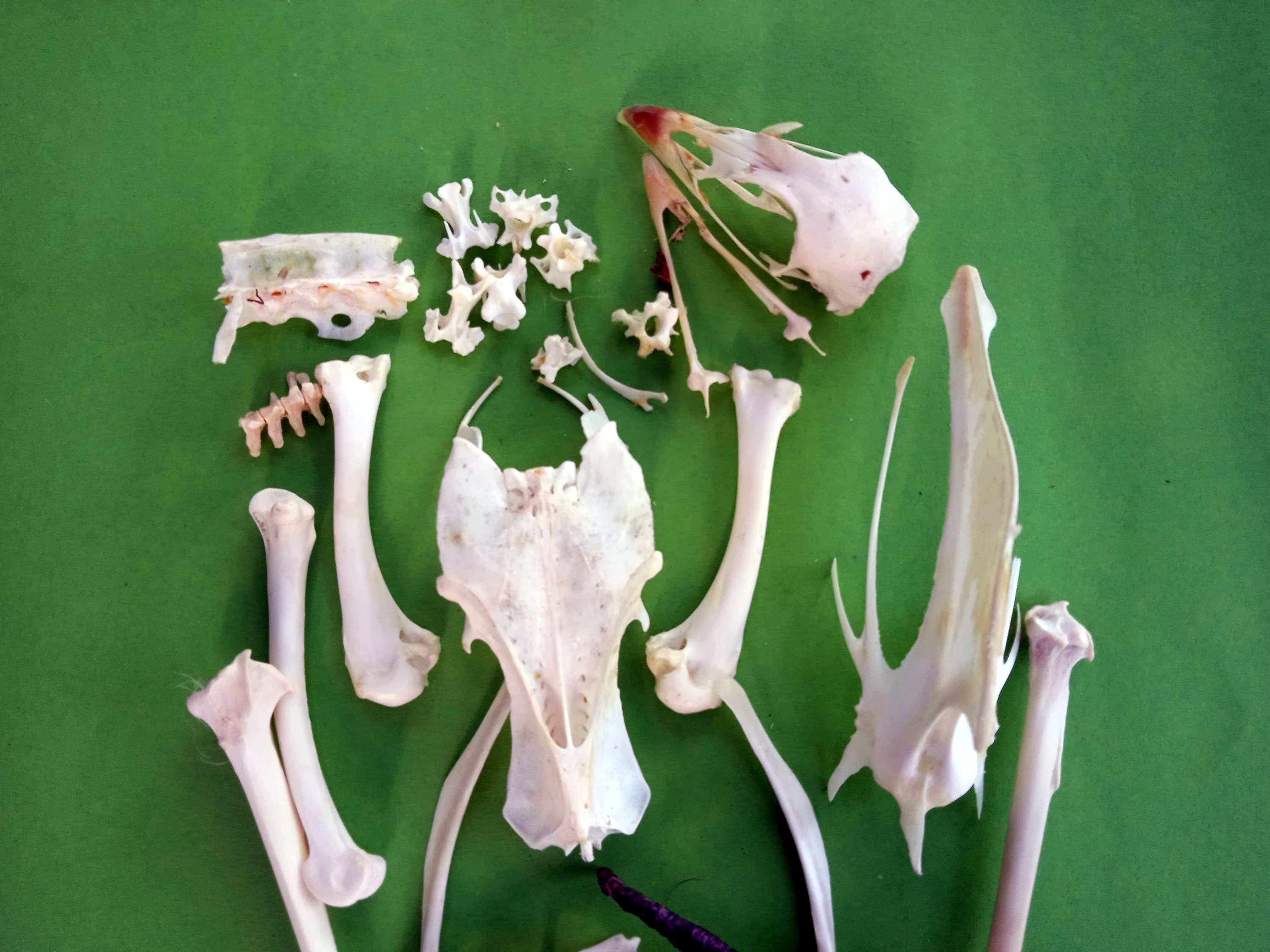 Taxidermic collection. Pheasant skull pheasant legs pheasant | Etsy