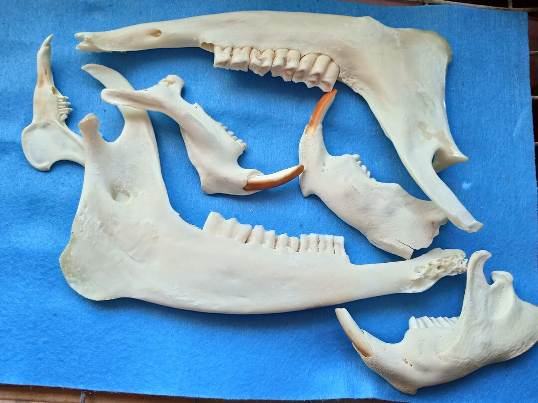 Forest Box, Forest Findings, Lower Jaws of Various Animals, Goat Jaws ...