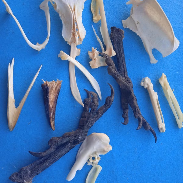 Real Raven Skull - Etsy