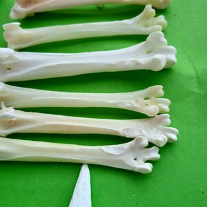 Real Chicken Duck Bones Large Spurs Natural Bones Dice Art_set of 12 - Etsy
