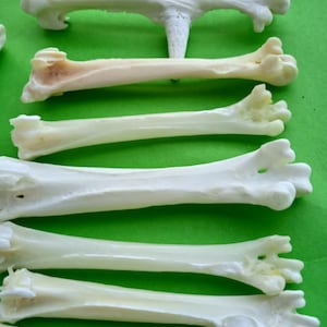 Real Chicken Duck Bones Large Spurs Natural Bones Dice Art_set of 12 - Etsy
