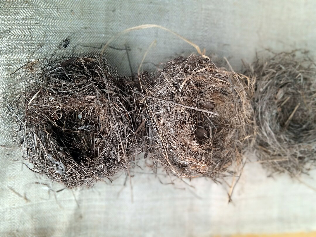 Real Shrike Nests . Beautiful Shrike Nests. - Etsy