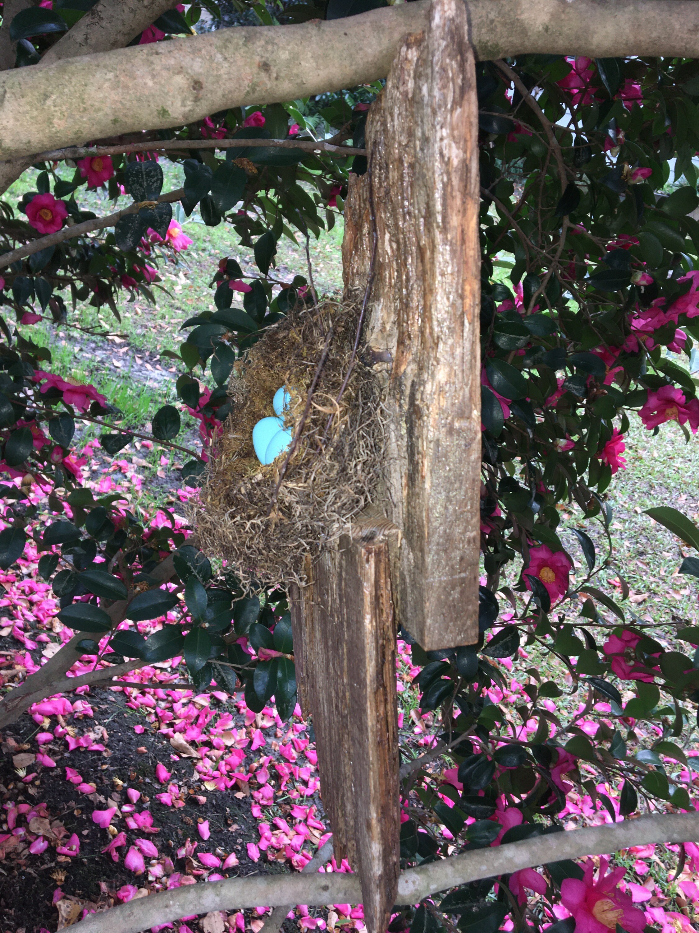 Bird Nest Blue Eggs on Barn Wood Pecky Cypress Wall Decor Hanging ...