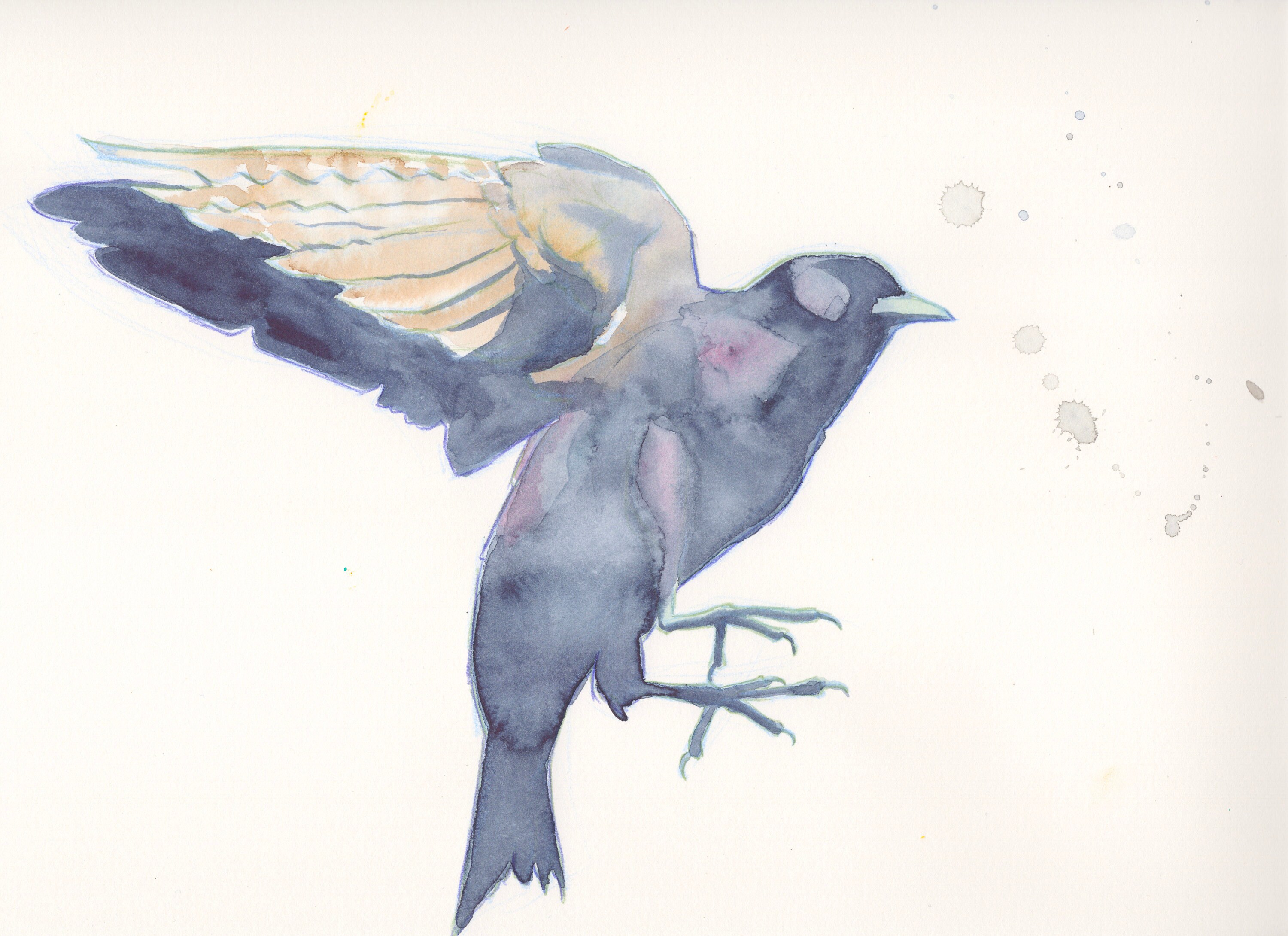 Purple Martin Drawings