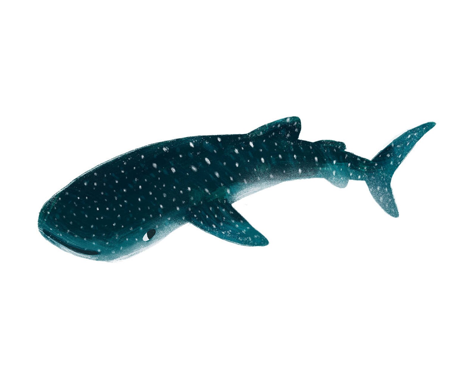 Art Print Illustration Blue Whale Shark Taryn Johnson - Etsy