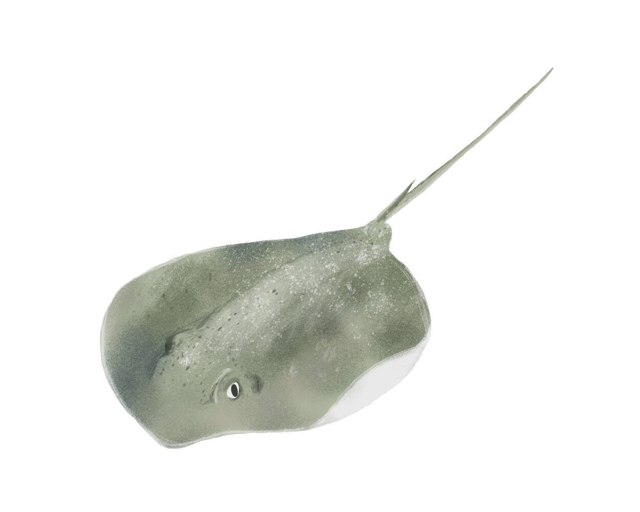 Art Print Illustration - Southern Sting Ray - Etsy