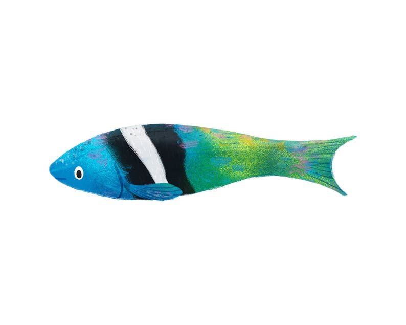 Art Print Illustration - Blueheaded Wrasse Fish - Etsy