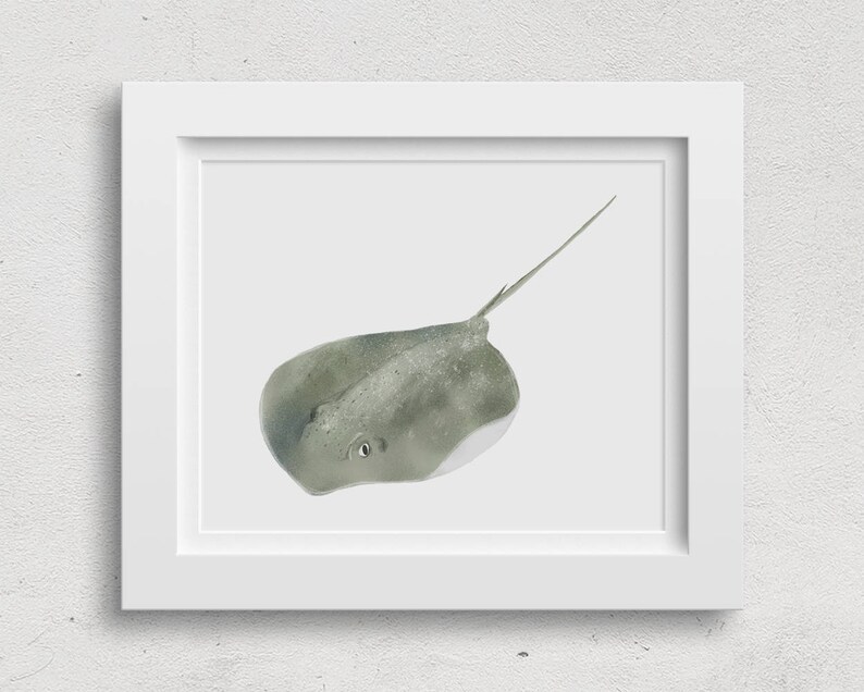 Art Print Illustration Southern Sting Ray - Etsy