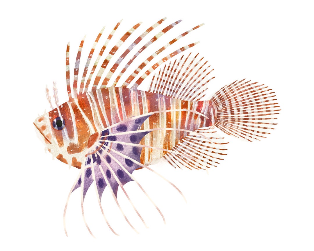 Art Print Illustration - Lionfish - Etsy