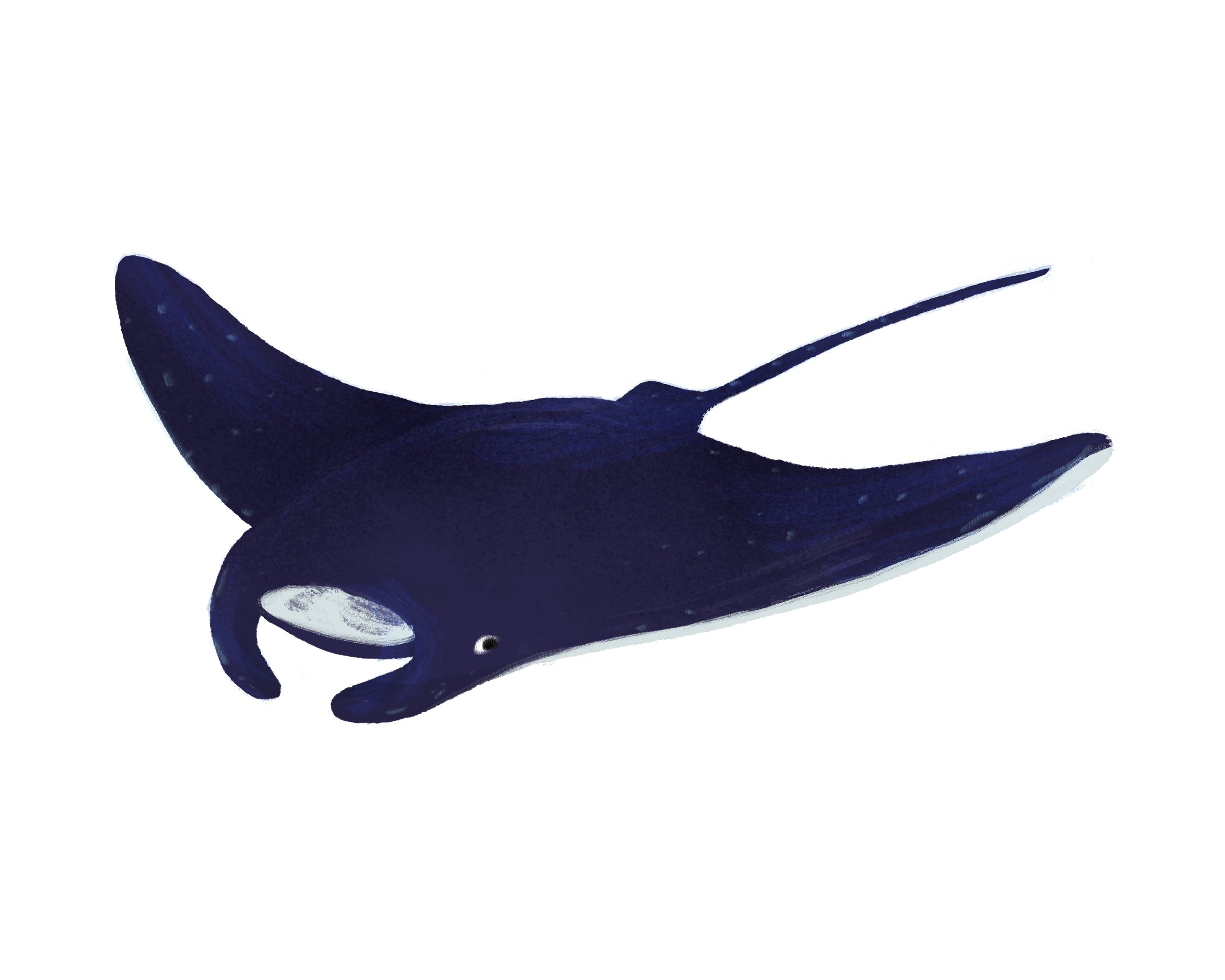 Art Print Illustration Blue Manta Ray - Etsy