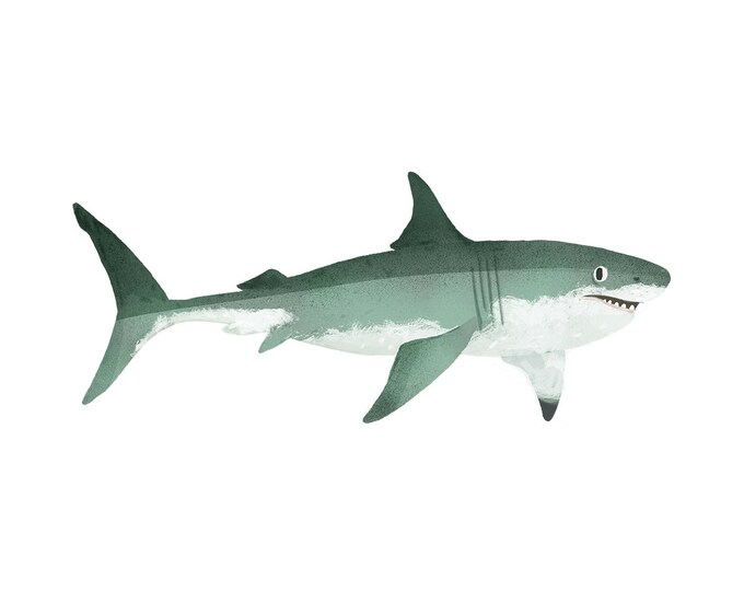Art Print Illustration Great White Shark - Etsy