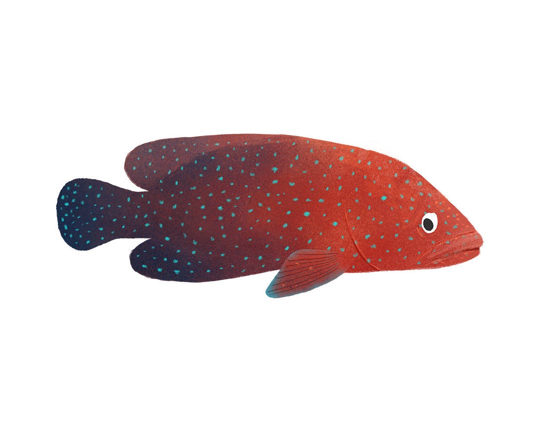 Art Print Illustration - Red Miniatus Grouper Fish - Etsy
