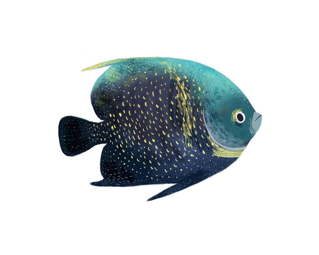 Art Print Illustration - French Angelfish - Etsy