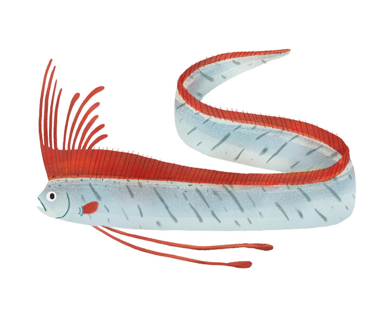 The Oarfish